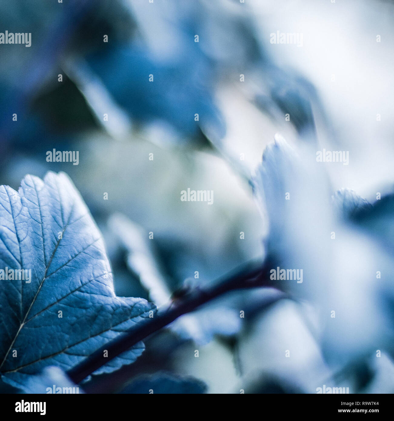 beauty of nature - environment, ecology, plants and gardening concept ...