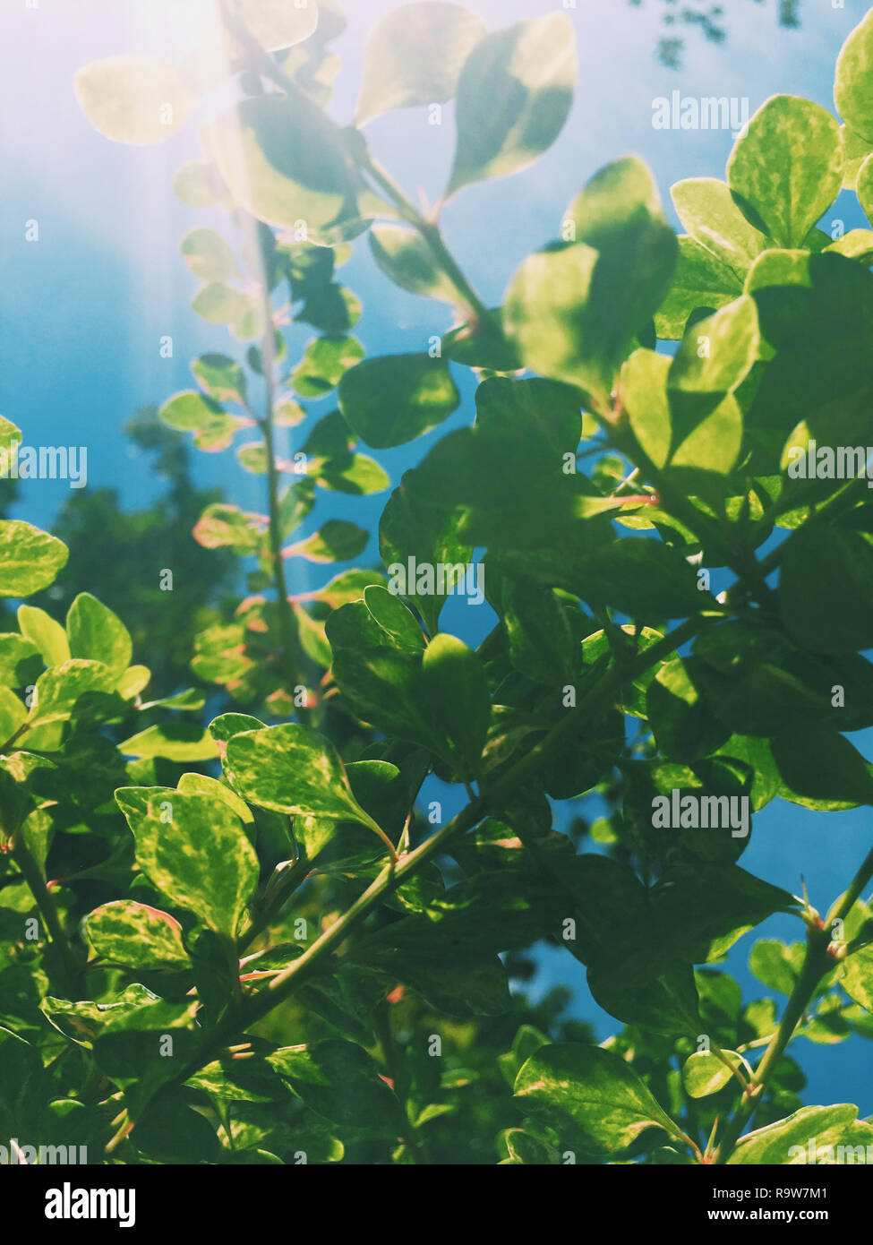 beauty of nature - environment, ecology, plants and gardening concept ...