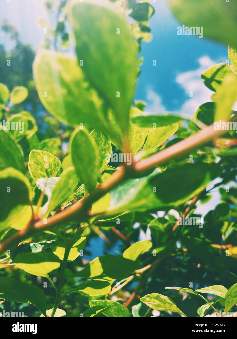 beauty of nature - environment, ecology, plants and gardening concept ...