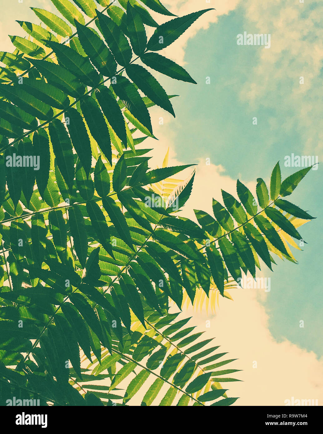 beauty of nature - environment, ecology, plants and gardening concept ...