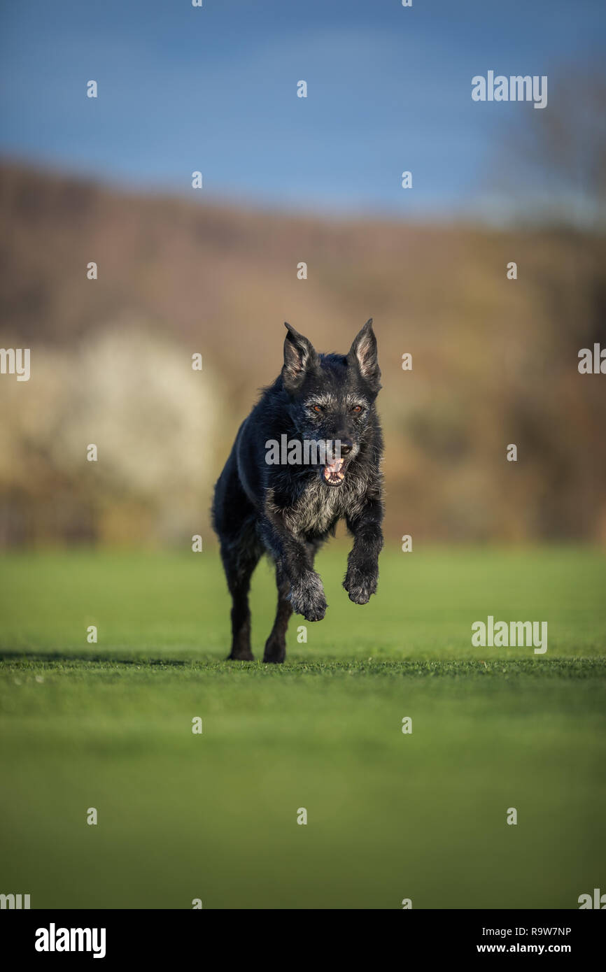 Portrait of a black dog running fast outdoor, shallow DOF, sharp focus ...