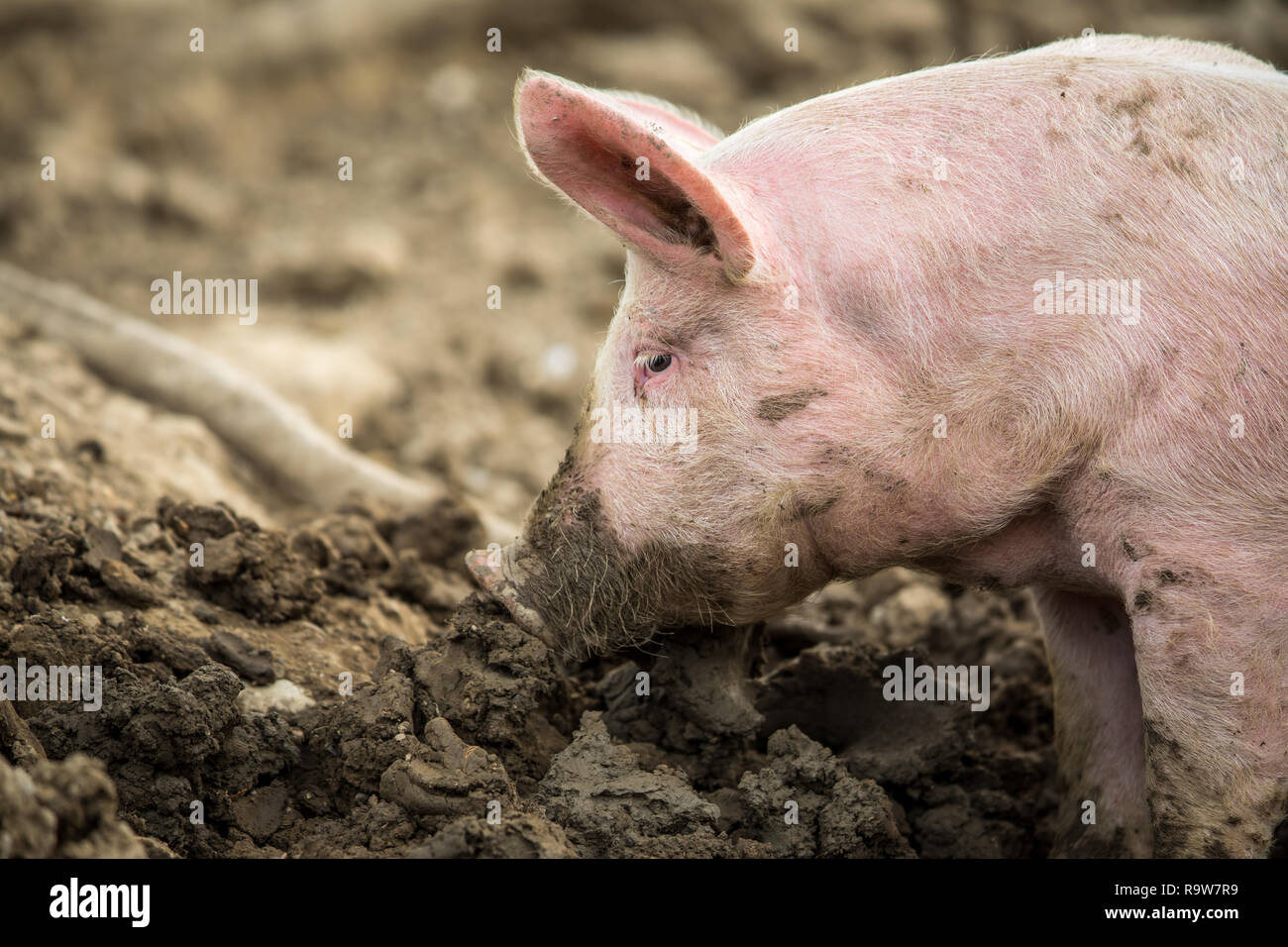 Farmer walking pig in field hi-res stock photography and images - Alamy