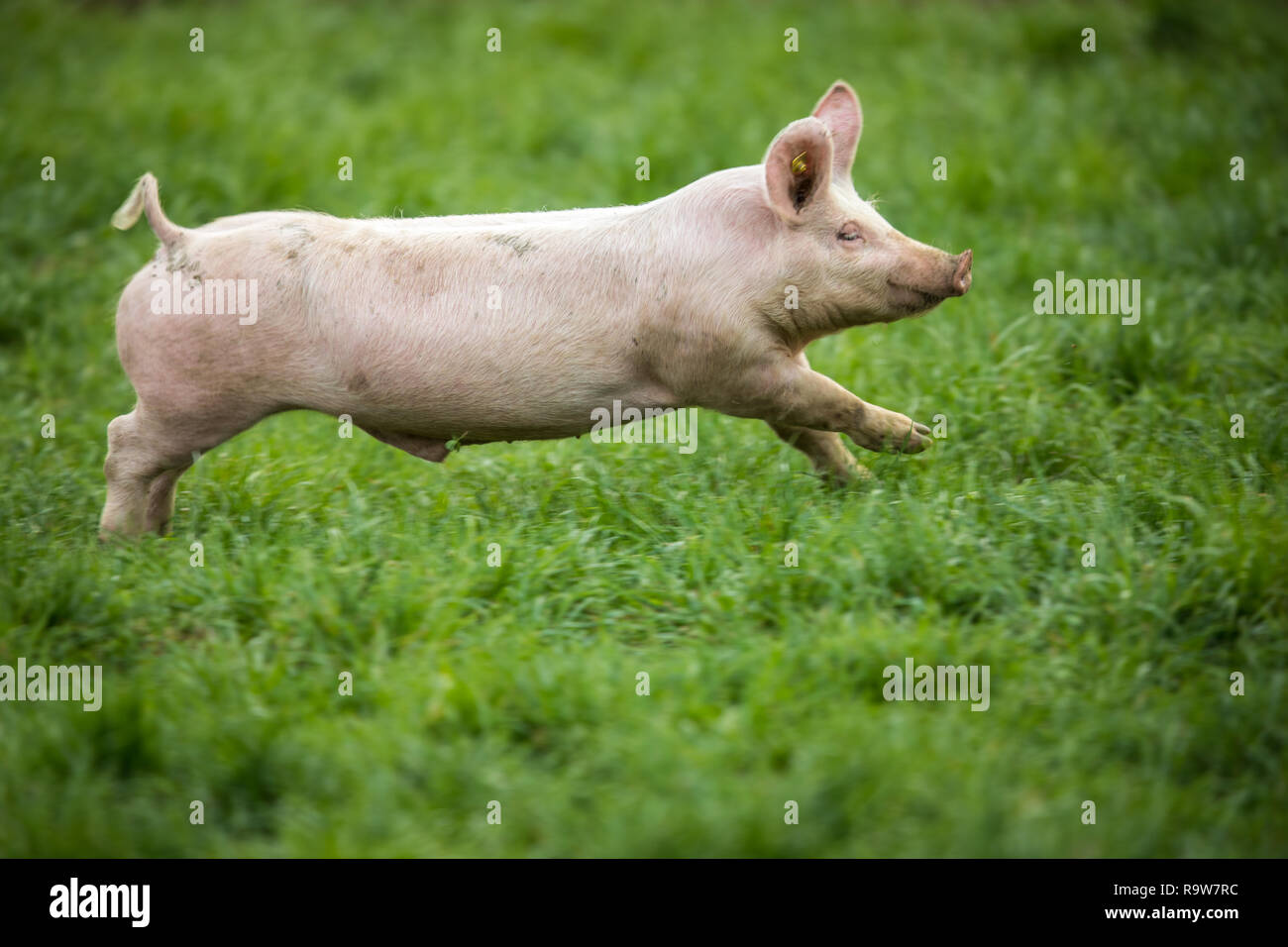 Farmer Walking Pig In Field High Resolution Stock Photography and ...
