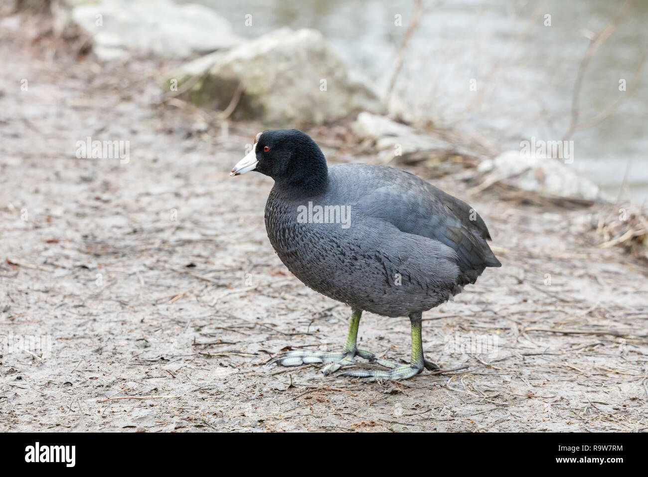 American Coot bird in Vancouver BC Canada Stock Photo - Alamy