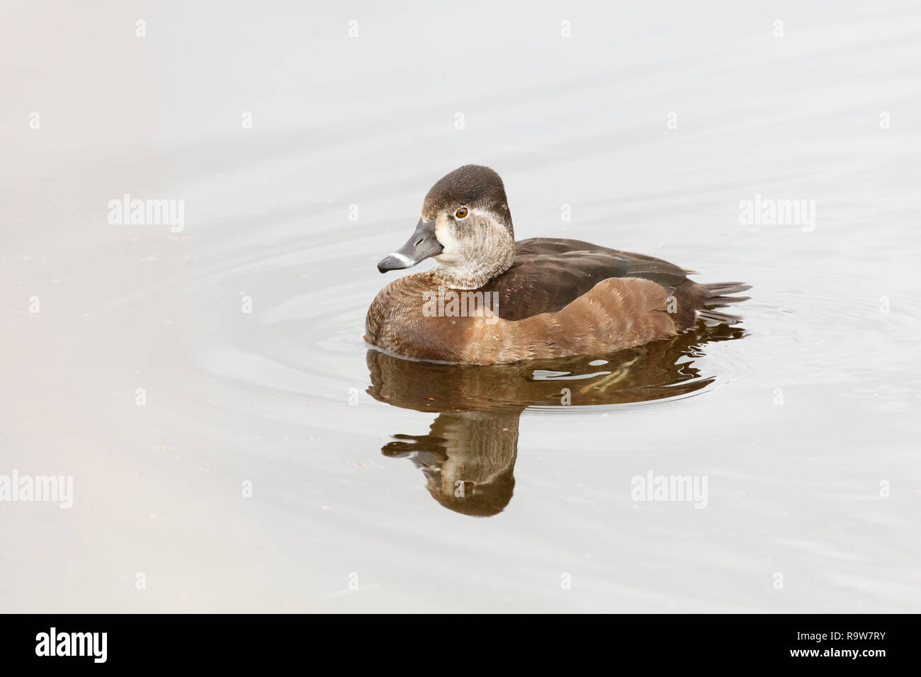 Ring necked duck in Vancouver BC Canada Stock Photo - Alamy