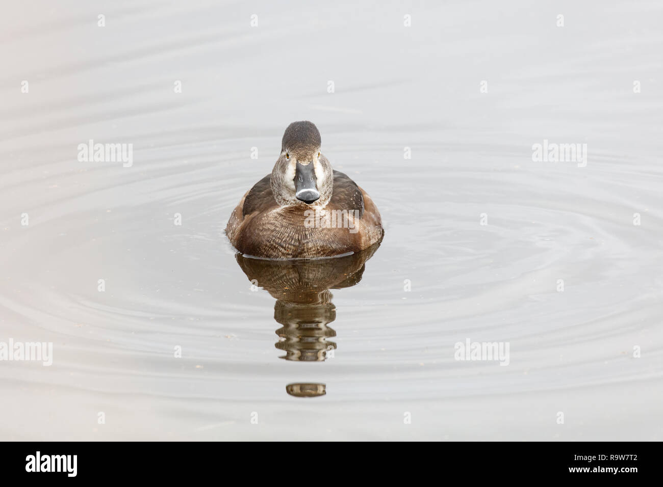 Ring necked duck in Vancouver BC Canada Stock Photo - Alamy
