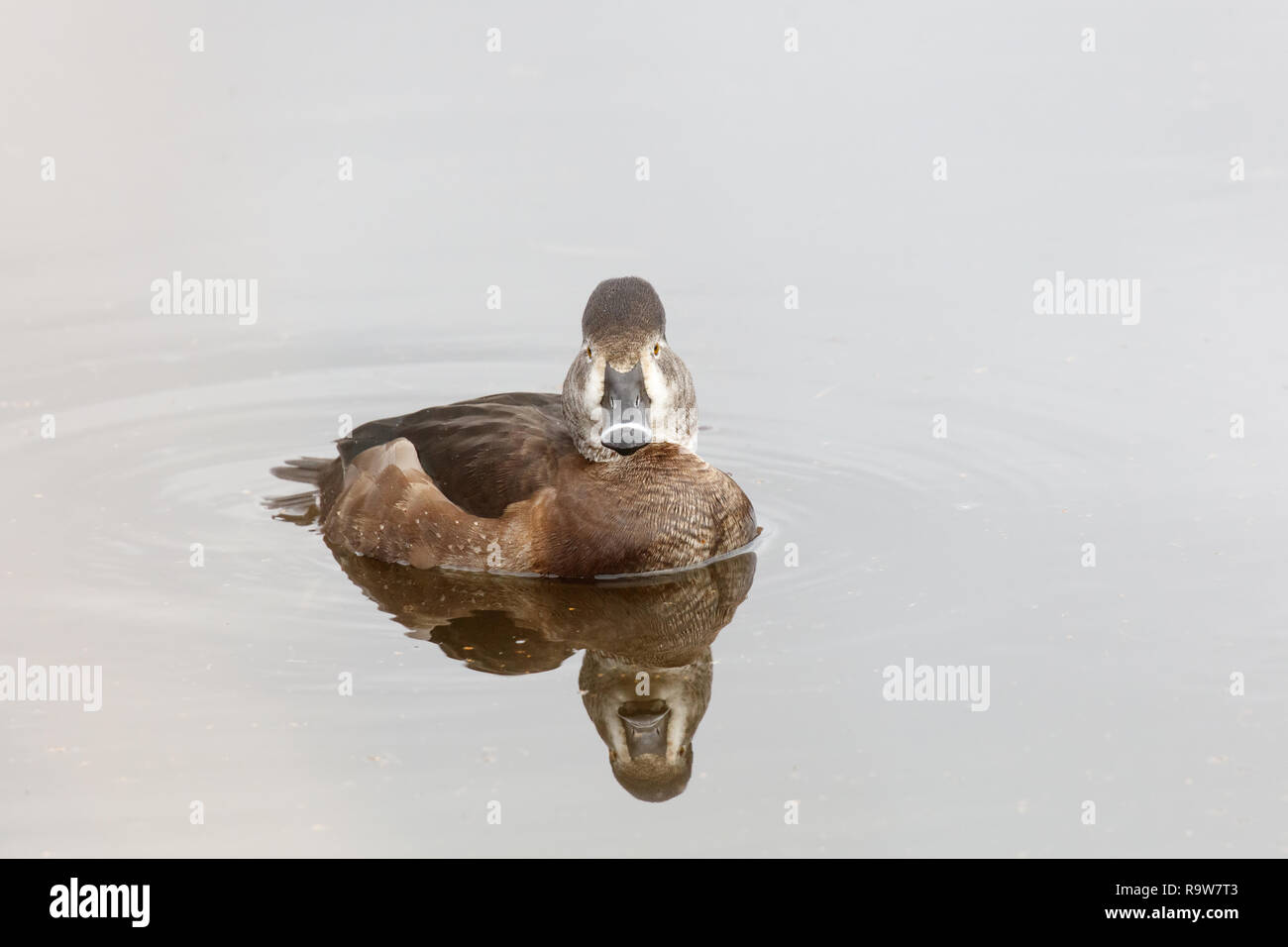 Ring necked duck in Vancouver BC Canada Stock Photo - Alamy