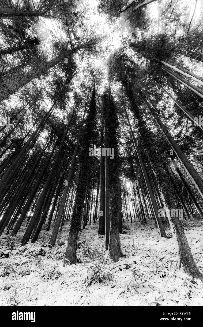 Trees with snow in winter Stock Photo - Alamy