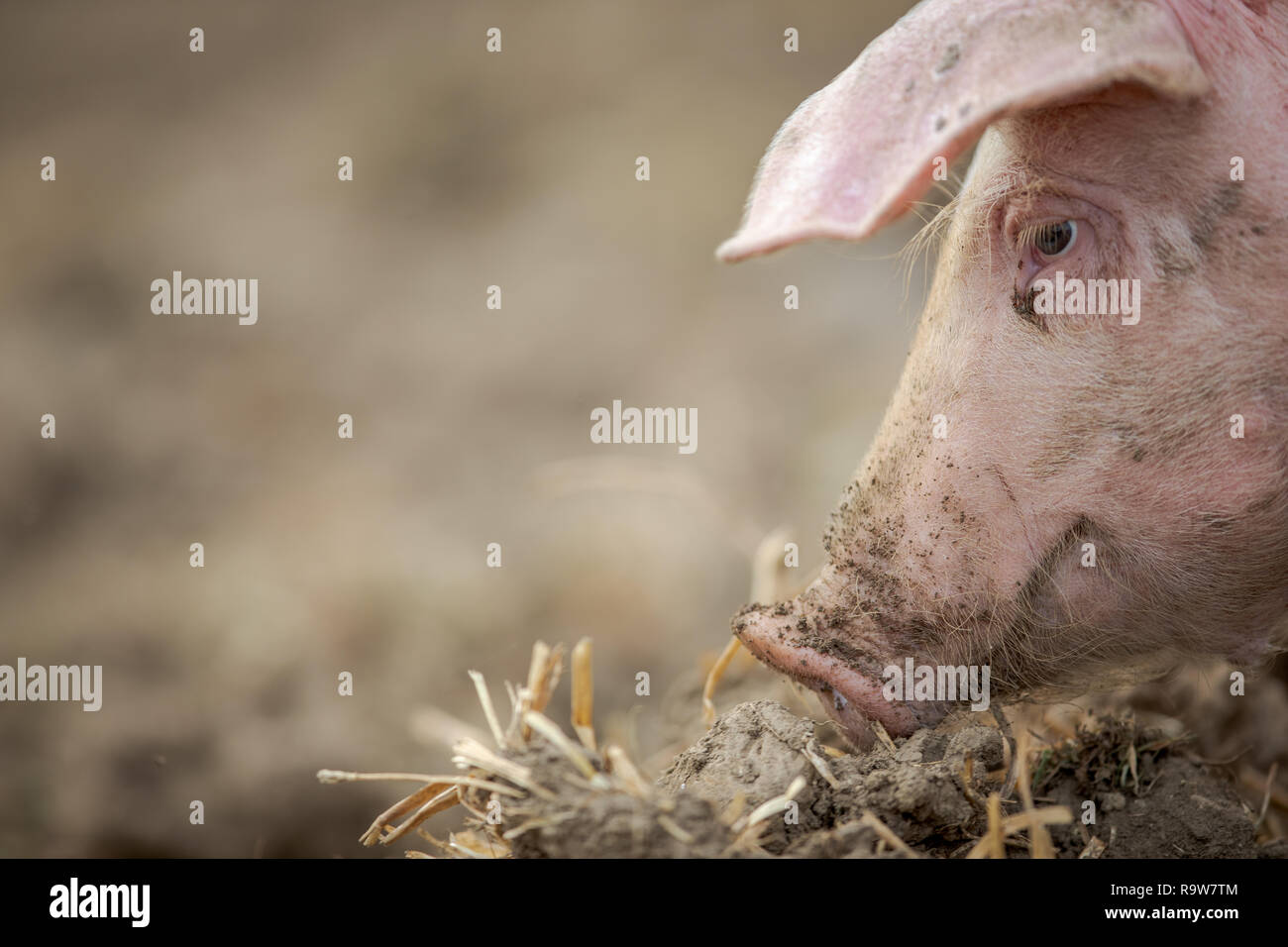 Pigs eating on a meadow in an organic meat farm Stock Photo - Alamy