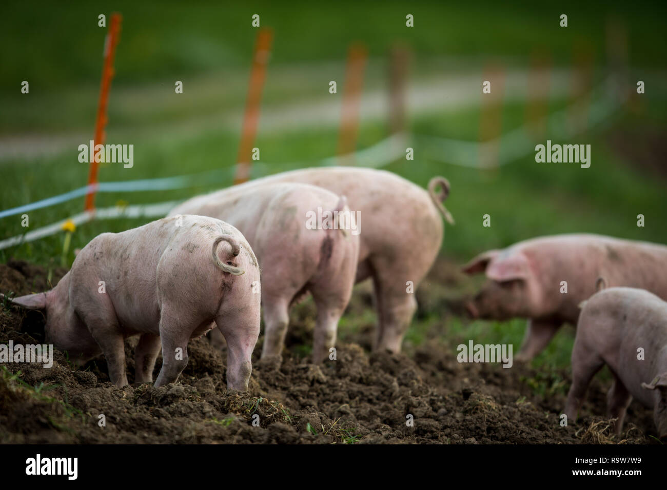 Cattle crush hi-res stock photography and images - Alamy