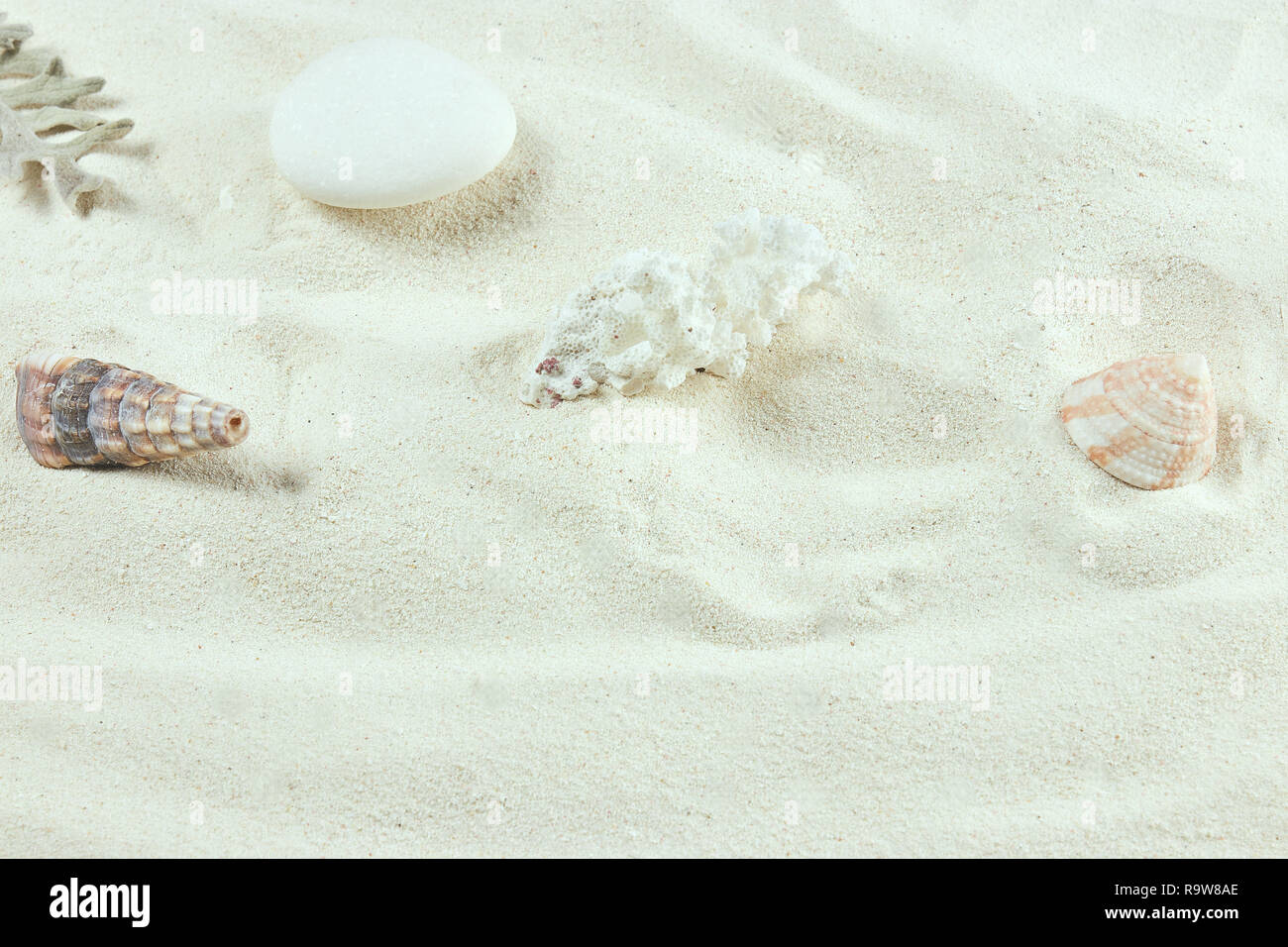 Shore view with sea shell hi-res stock photography and images - Alamy