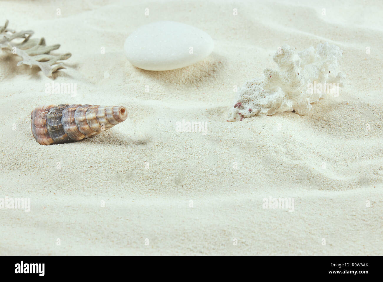 white Sand and shells. the background of the sea beach. vertical view ...