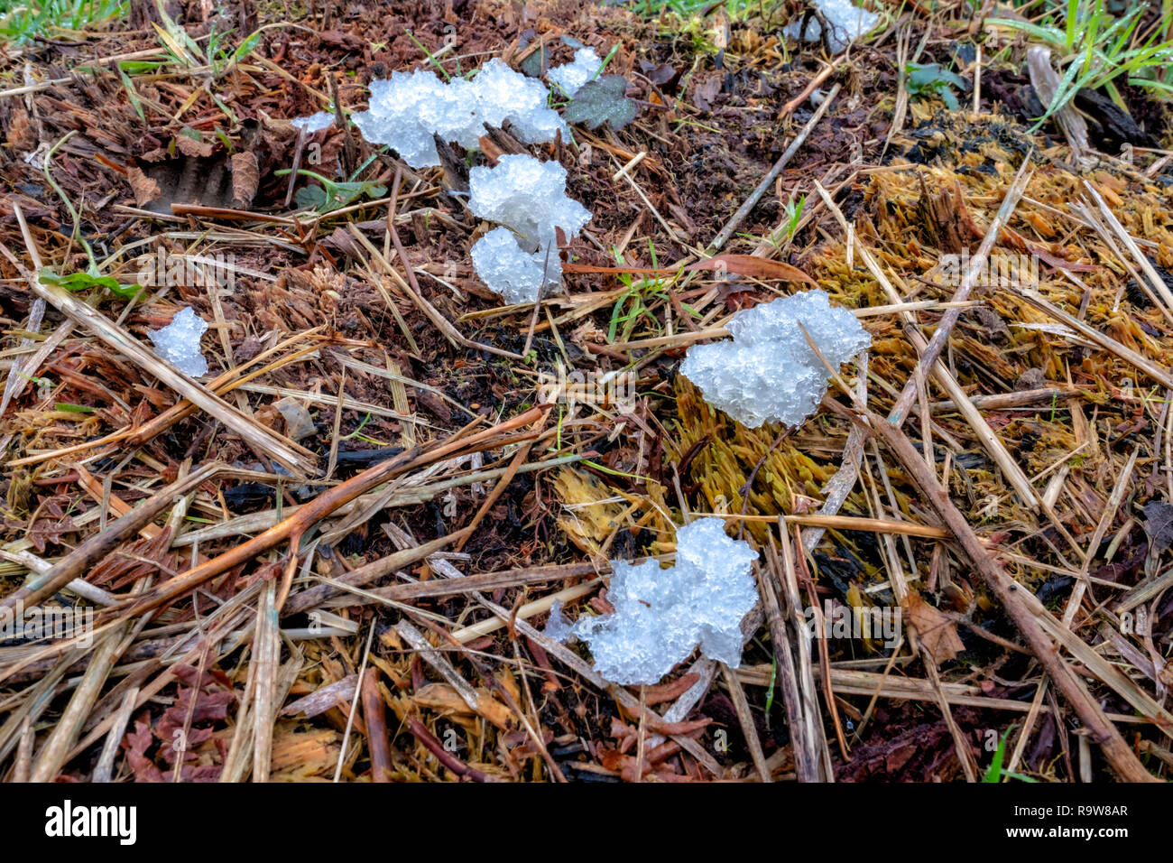 Tremella fuciformis hi-res stock photography and images - Alamy