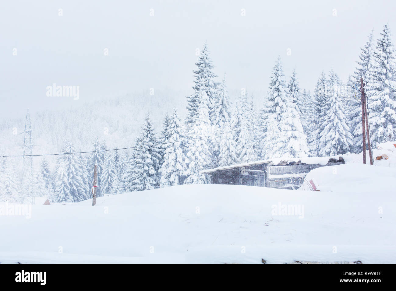 Rural winter scene. Snow covered snowy trees on rural background Stock ...