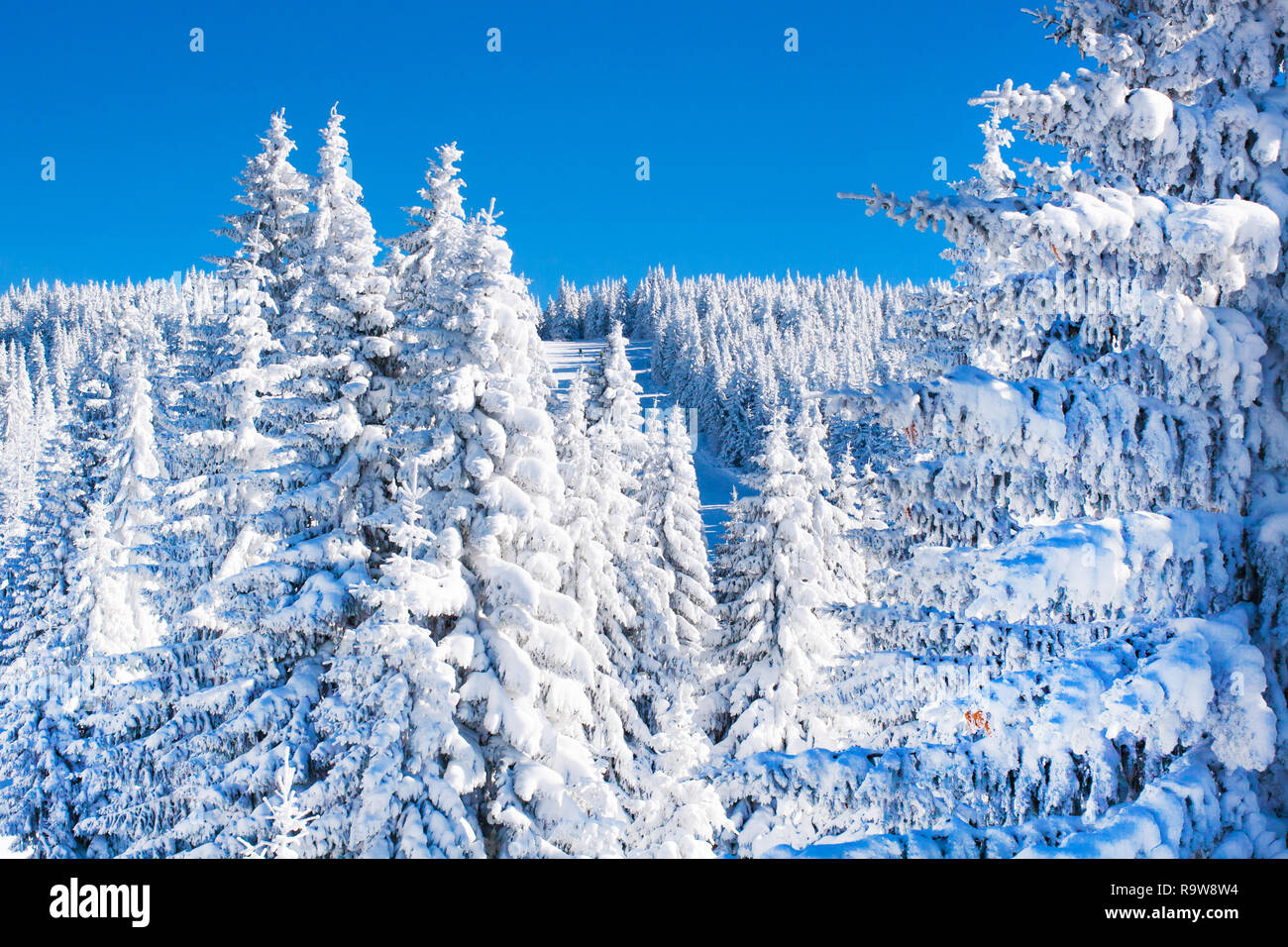 Vibrant winter vacation background with pine trees covered by heavy snow against blue sky with ...
