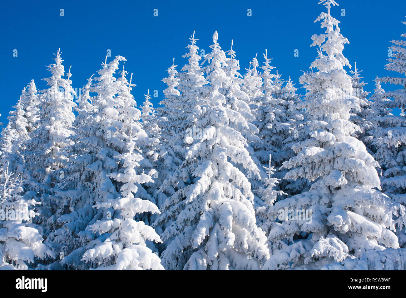 Pine Tree Snow Background