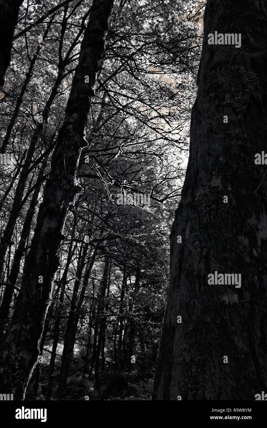 Deep infrared forest. Peneda Geres National Park, north of Portugal ...