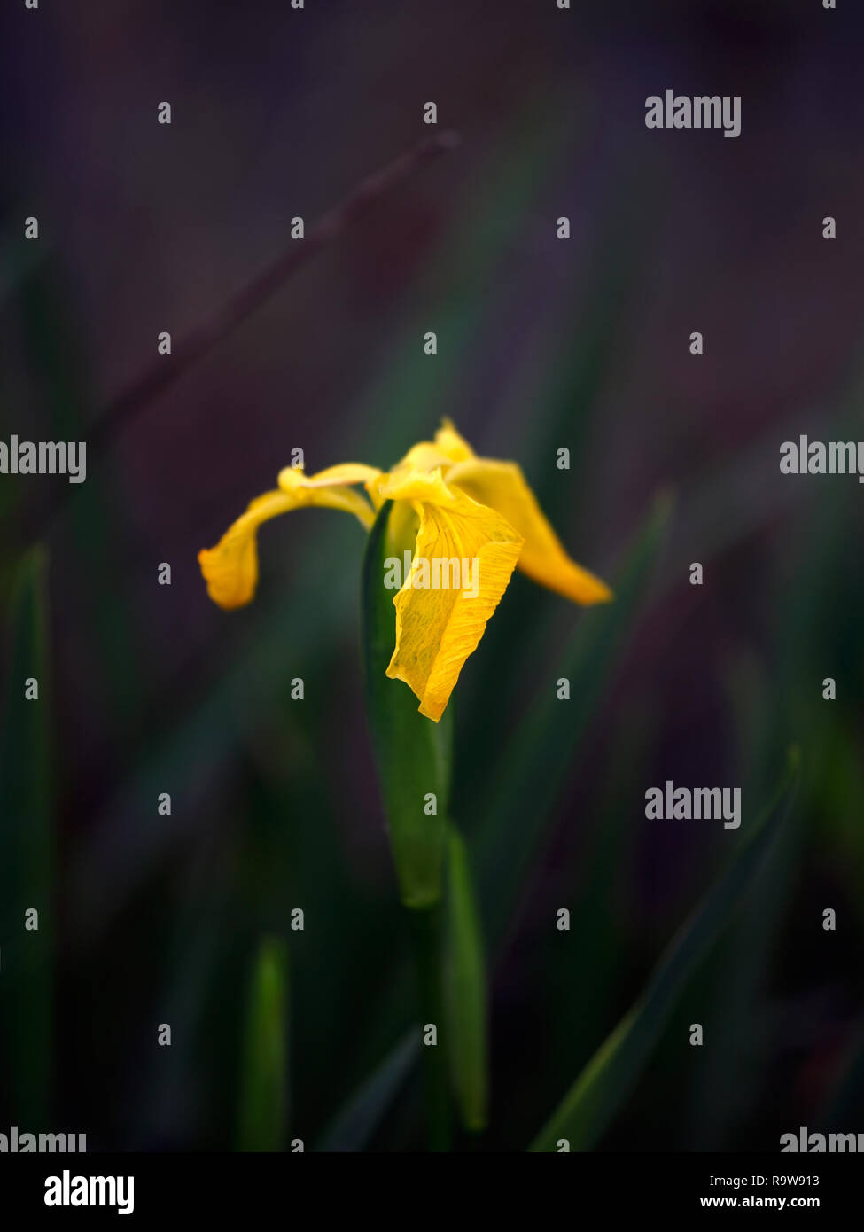 Lilly in flower border hi-res stock photography and images - Alamy