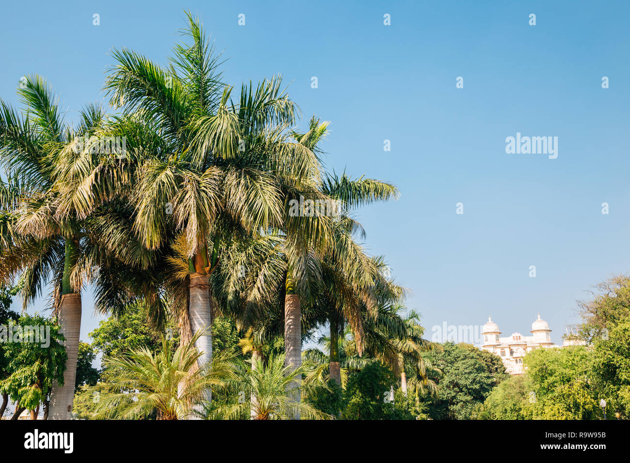 Beautiful tropical palm trees garden india hi-res stock photography and ...