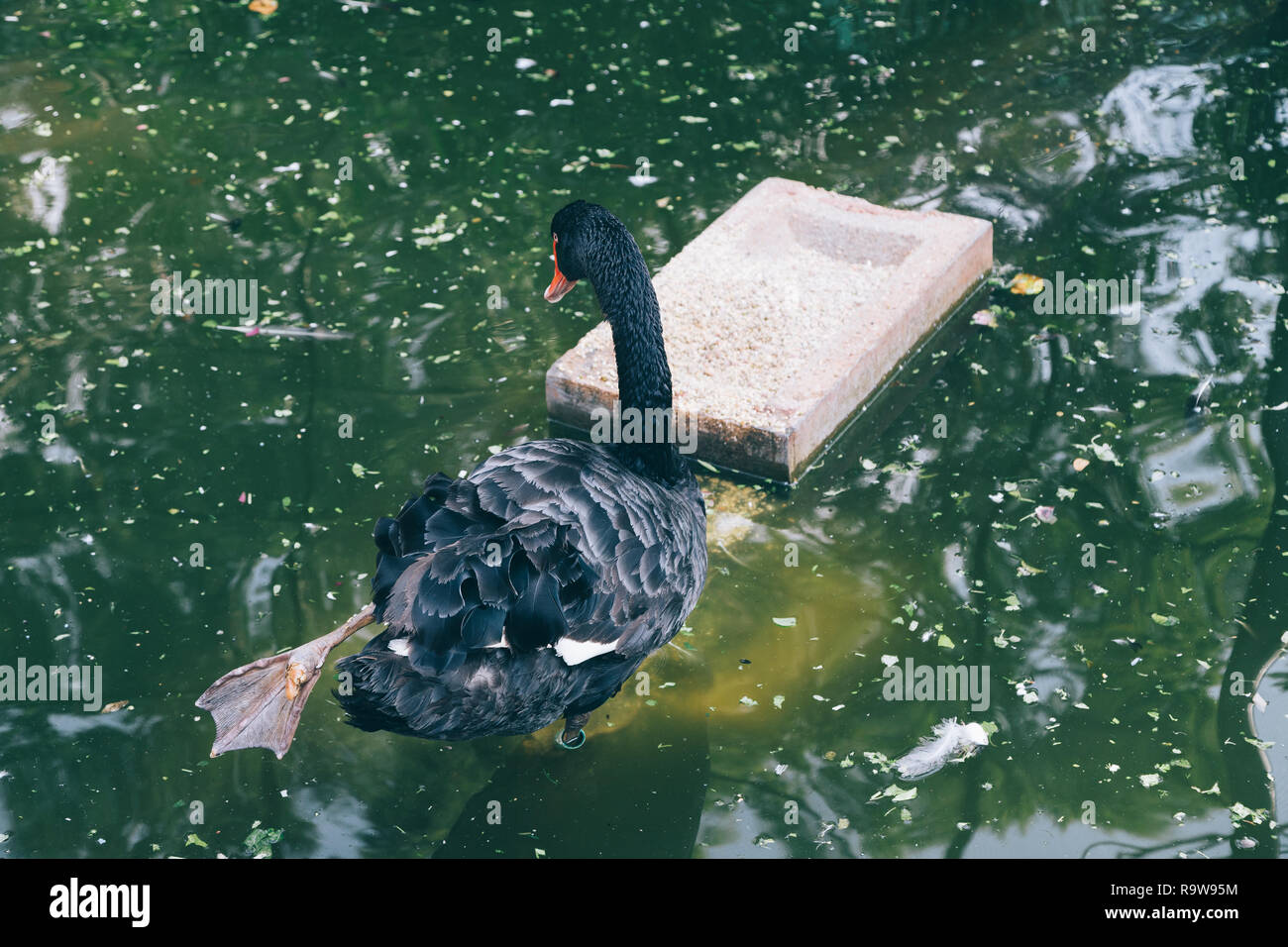 Indian Swan High Resolution Stock Photography and Images - Alamy