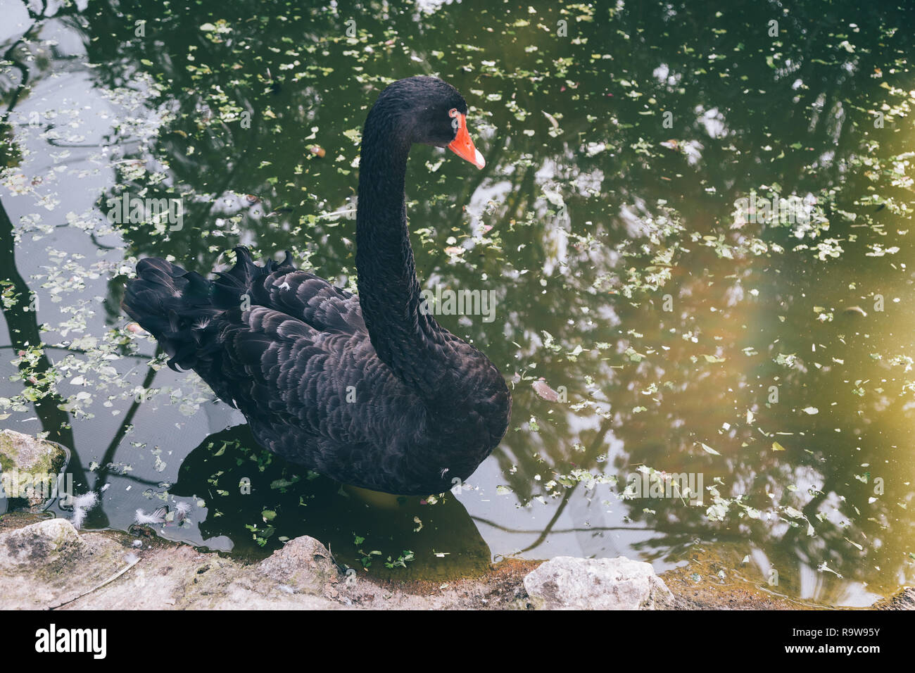 Swan bird india hi-res stock photography and images - Alamy
