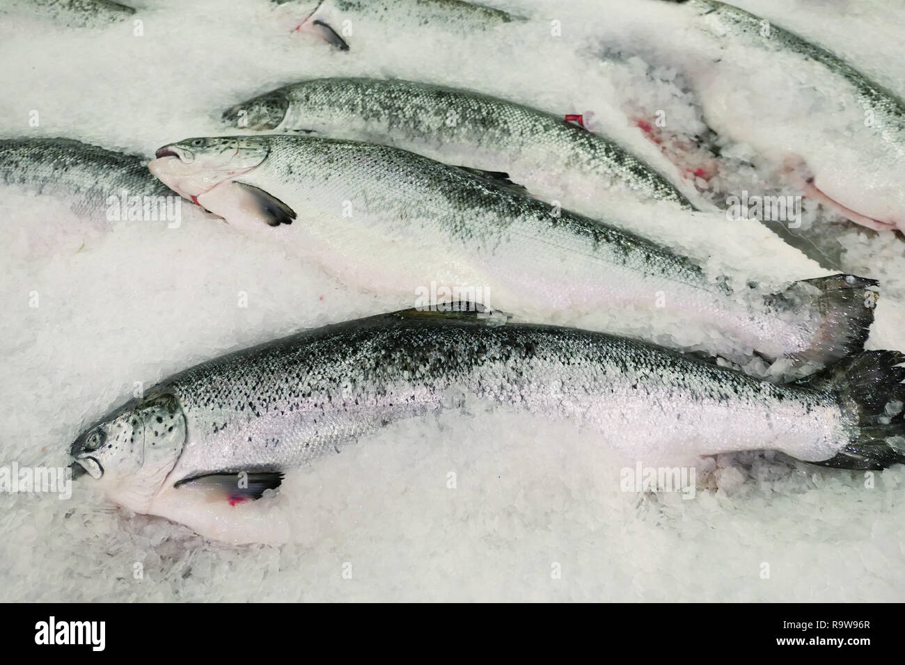 Fresh salmon on ice at a market Stock Photo - Alamy