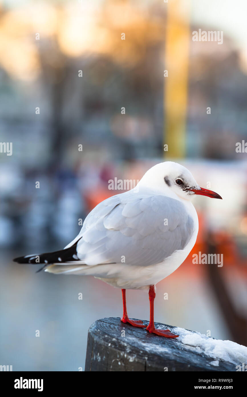 Beautiful small bird stands hi-res stock photography and images - Alamy