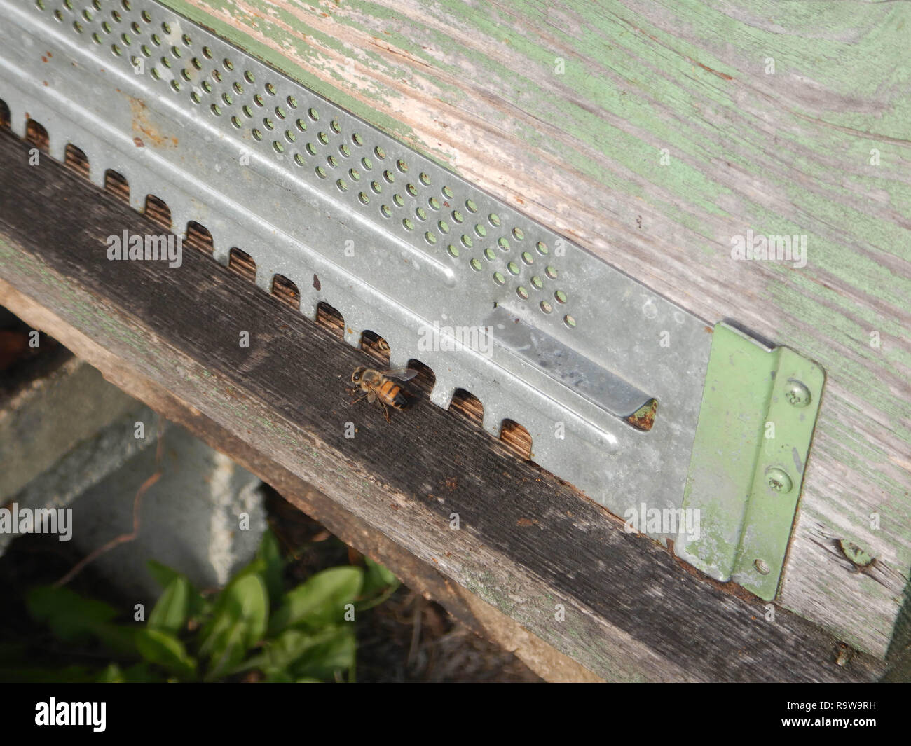 Some bees stop at the entrance to their beehive Stock Photo - Alamy