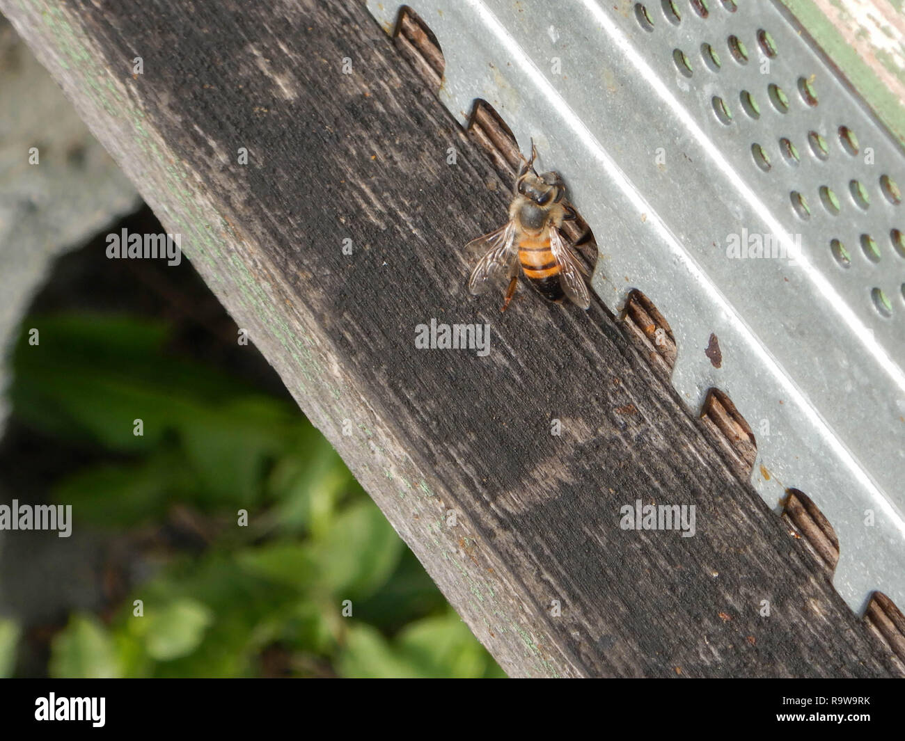 Some bees stop at the entrance to their beehive Stock Photo - Alamy