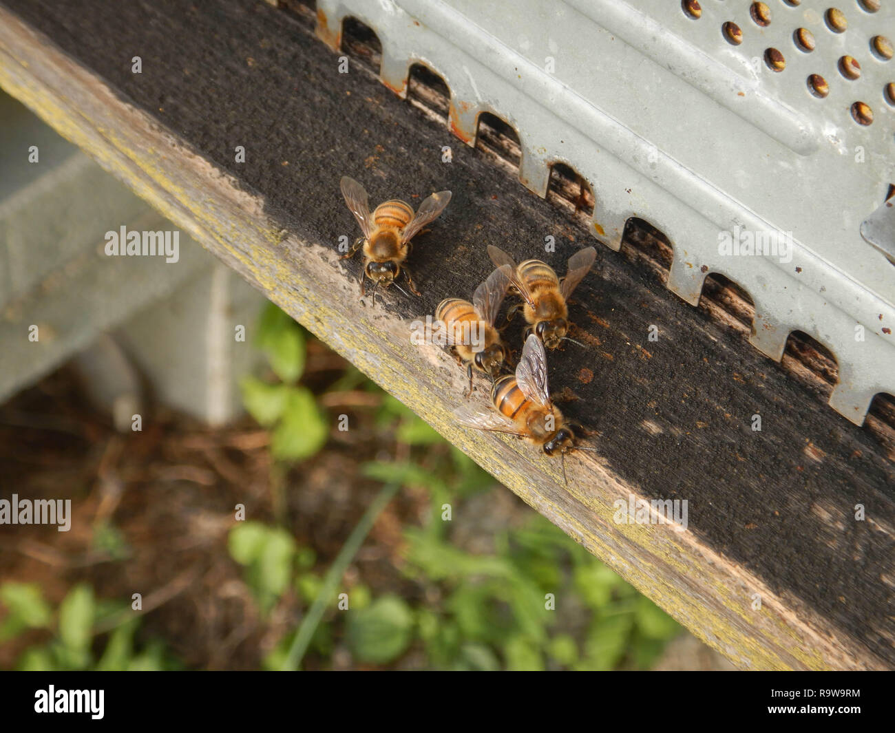 Some bees stop at the entrance to their beehive Stock Photo - Alamy