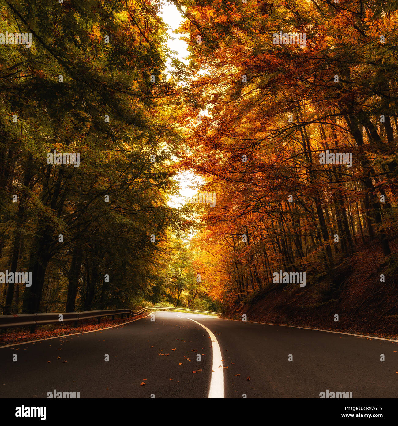 Asphalt sharp curve road along with autumn forest, route in Rhodope ...