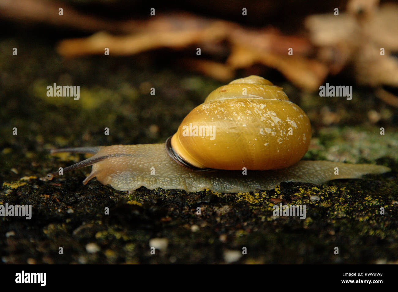 Cepaea nemoralis; banded snail in Swiss cottage garden Stock Photo - Alamy