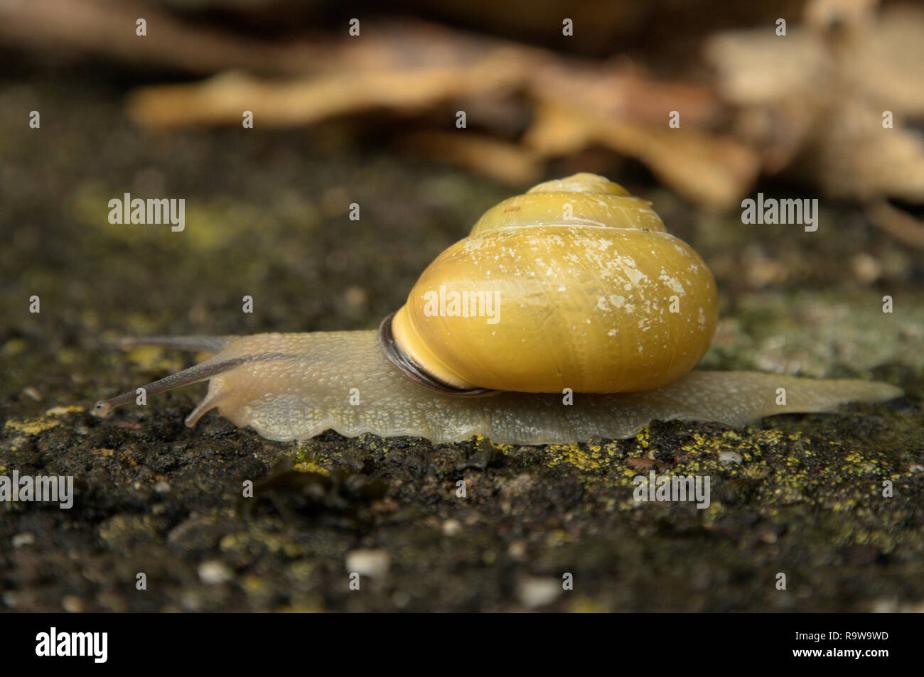 Cepaea nemoralis; banded snail in Swiss cottage garden Stock Photo - Alamy