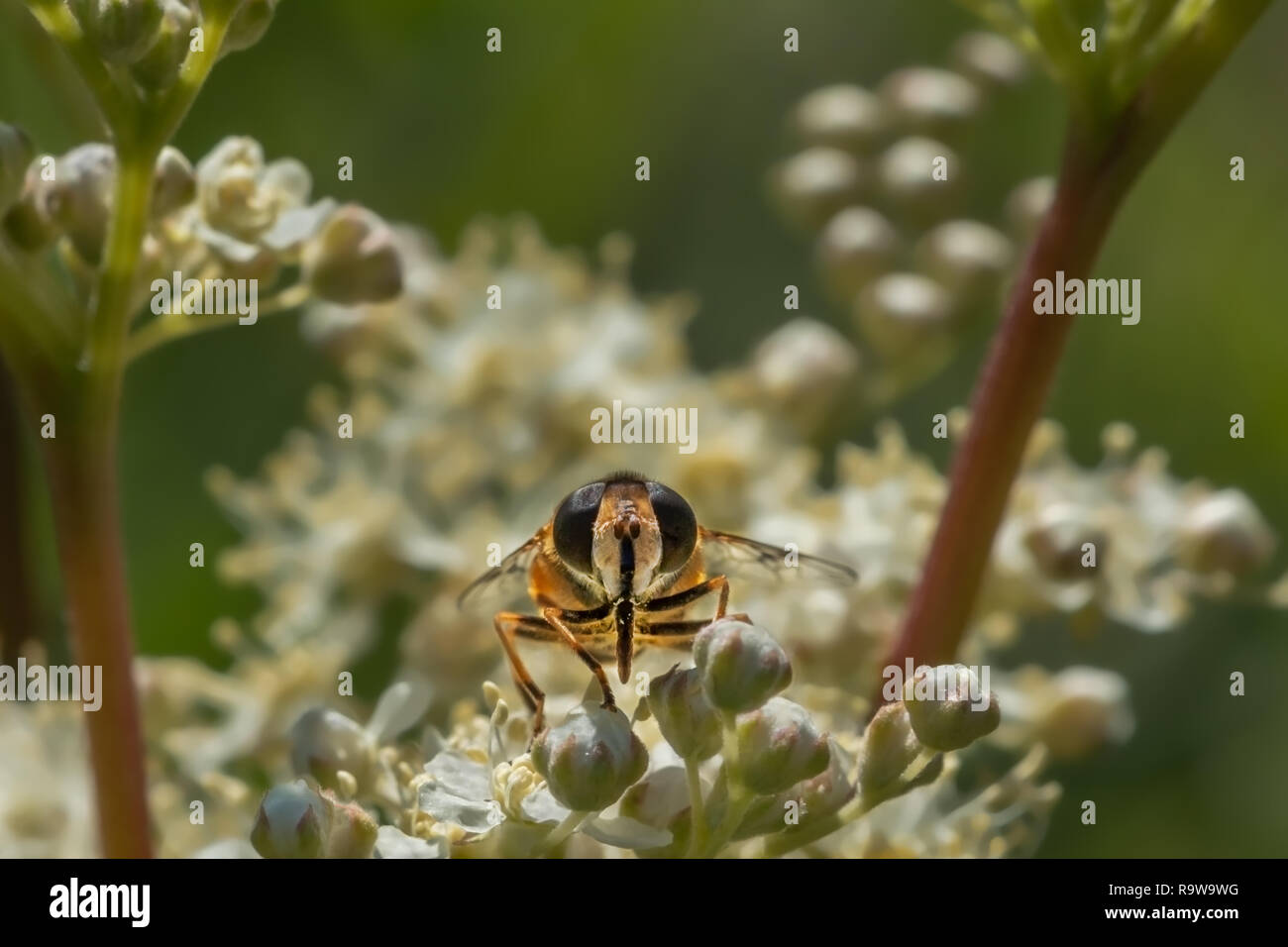 Close up of a bee looking face on into the camera, with its tongue ...