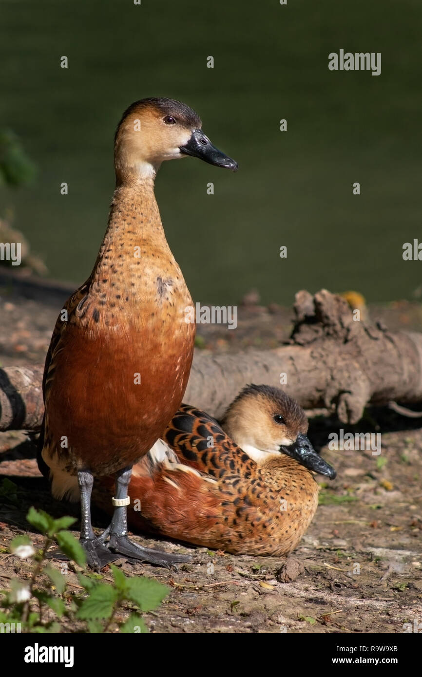 pair of Wandering whistling ducks, one stood upright with the other ...
