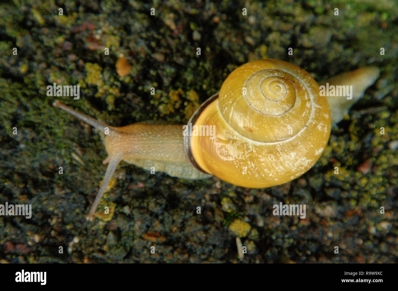 Cepaea nemoralis; banded snail in Swiss cottage garden Stock Photo - Alamy