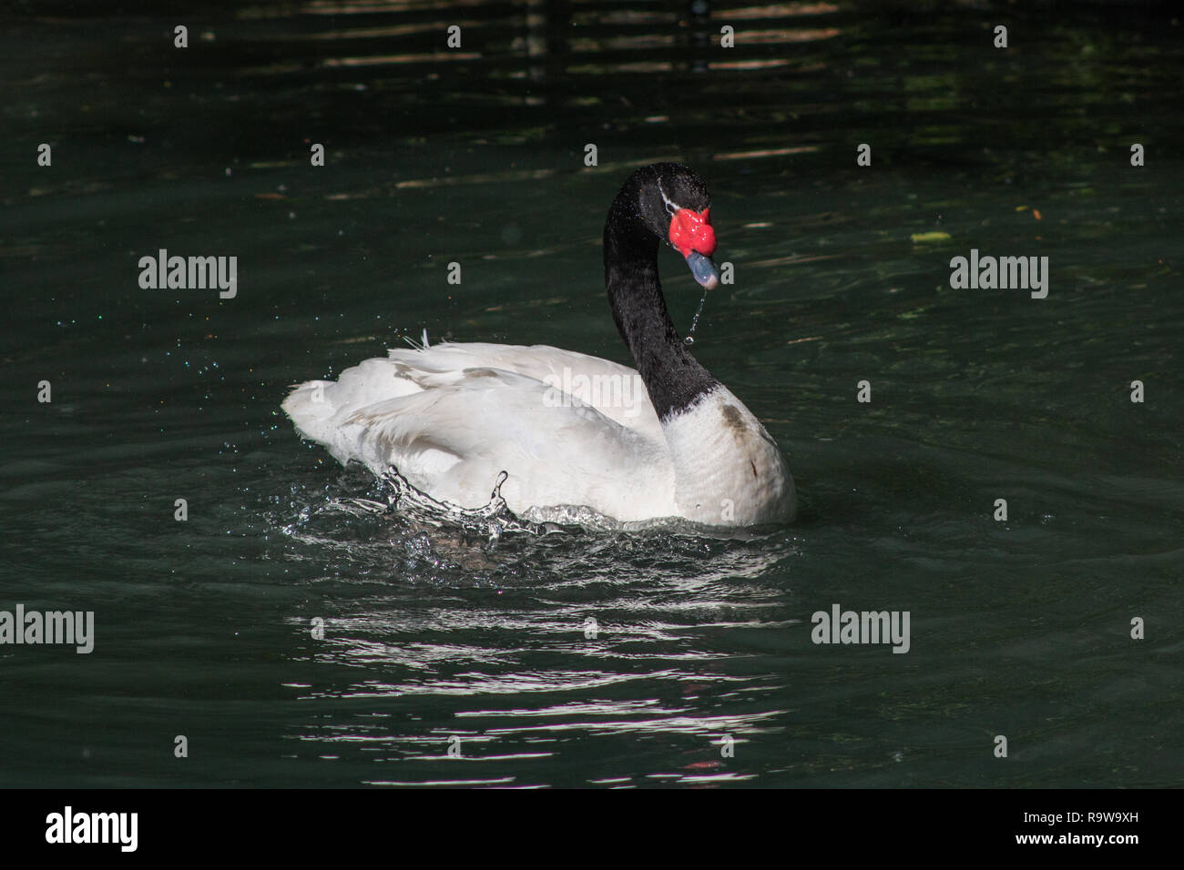 White swan splashing in water hi-res stock photography and images - Alamy