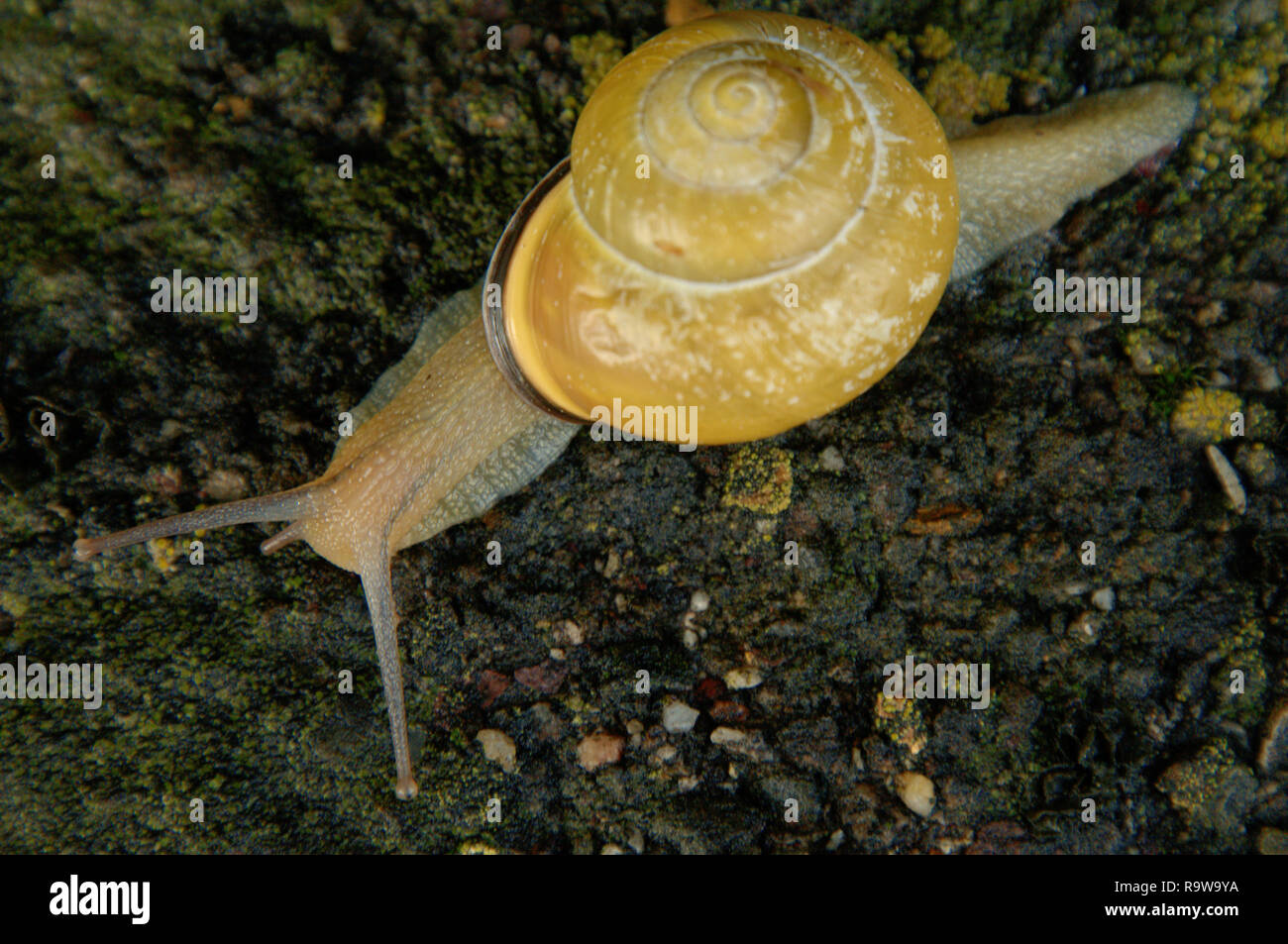 Cepaea nemoralis; banded snail in Swiss cottage garden Stock Photo - Alamy