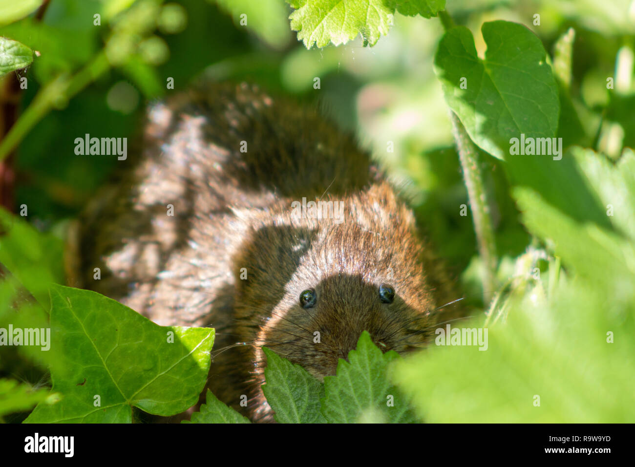 Cute water vole hi-res stock photography and images - Alamy