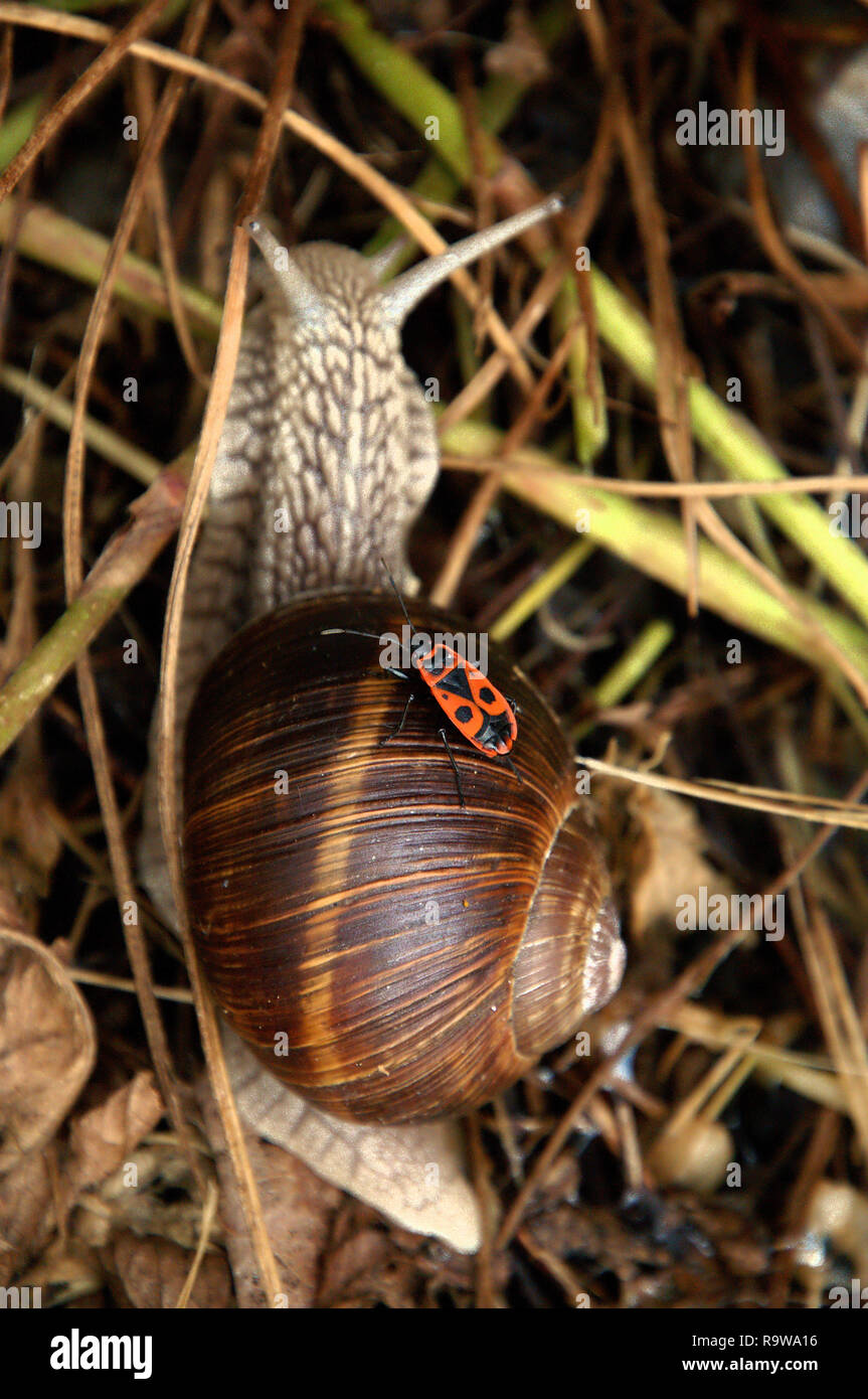 Helix pomatia; escargot, or edible snail, with firebug (Pyrrhocoris ...