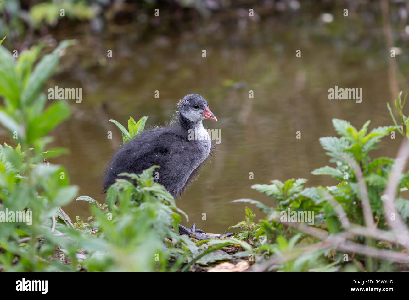 Young moorhen hi-res stock photography and images - Alamy