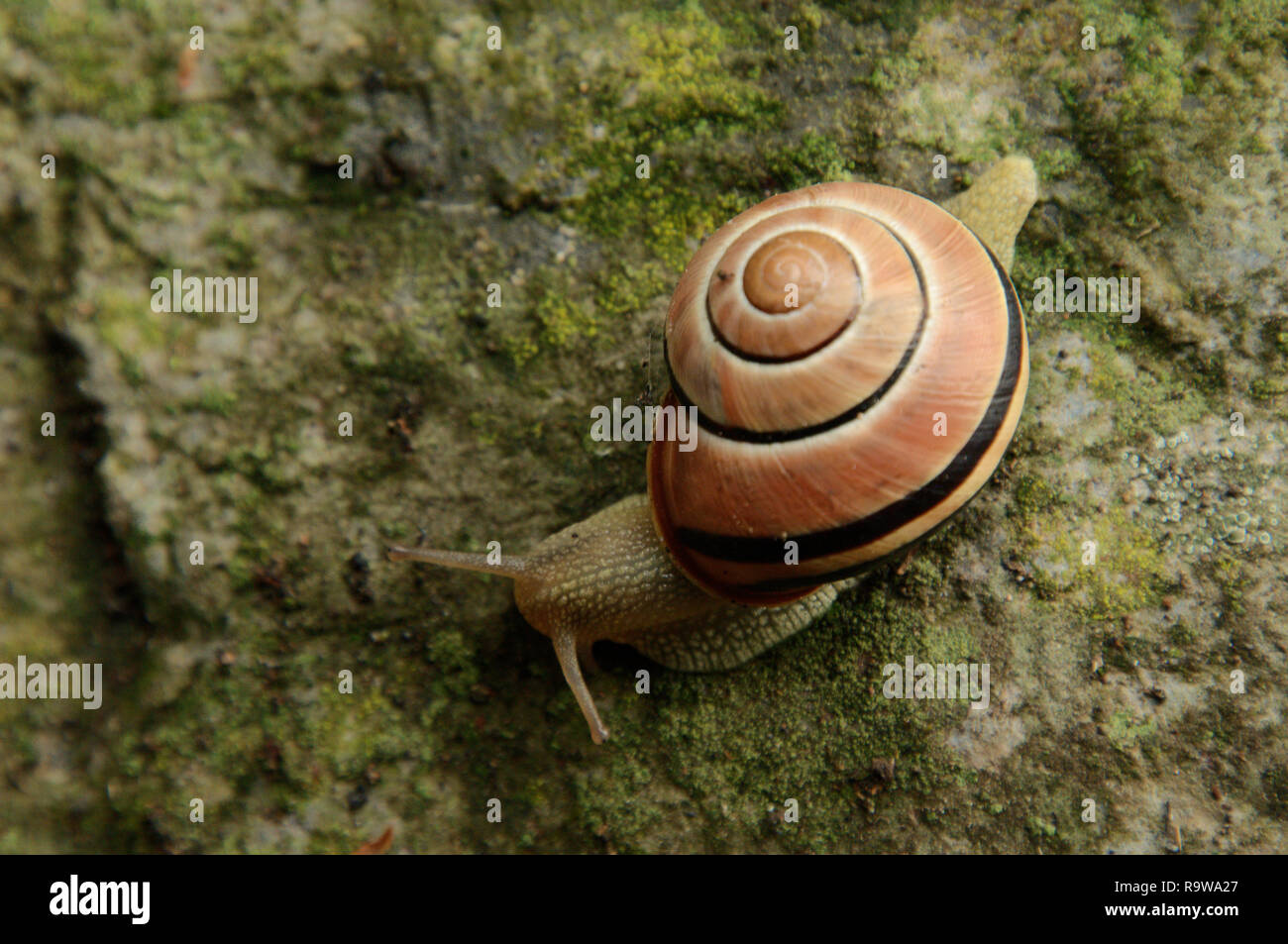 Cepaea nemoralis; banded snail in Swiss cottage garden Stock Photo - Alamy