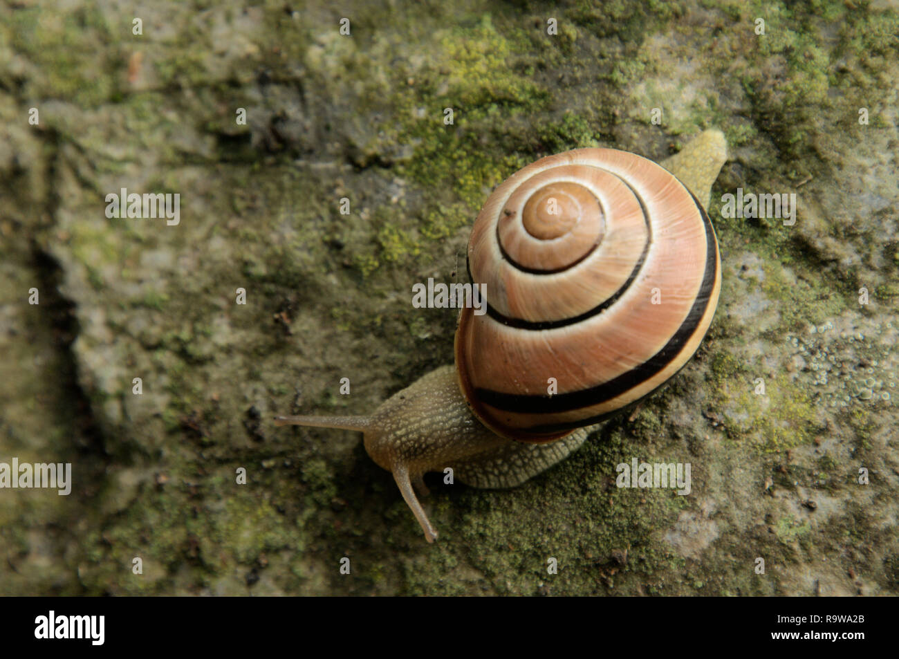 Cepaea nemoralis; banded snail in Swiss cottage garden Stock Photo - Alamy