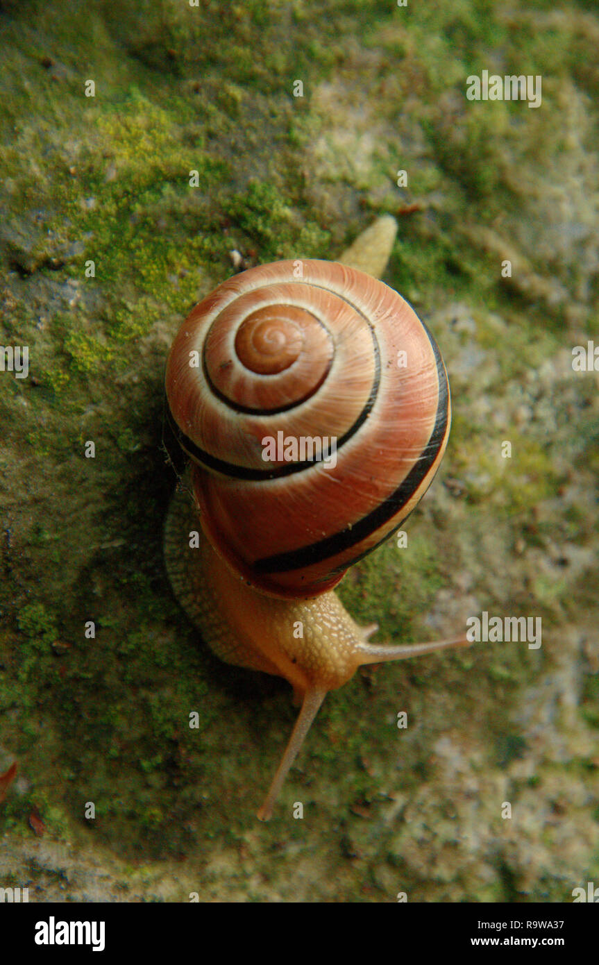 Cepaea nemoralis; banded snail in Swiss cottage garden Stock Photo - Alamy