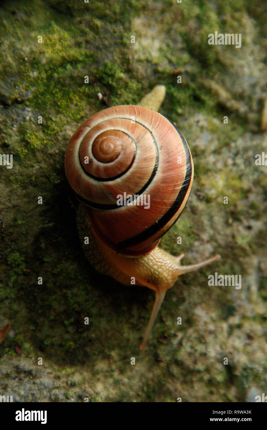 Cepaea nemoralis; banded snail in Swiss cottage garden Stock Photo - Alamy