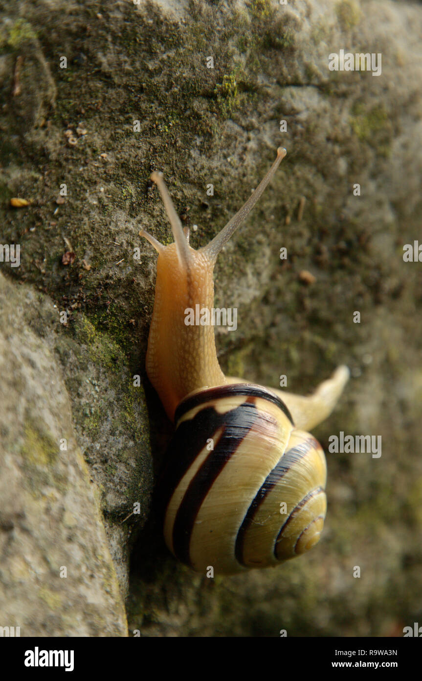 Cepaea nemoralis; banded snail in Swiss cottage garden Stock Photo - Alamy