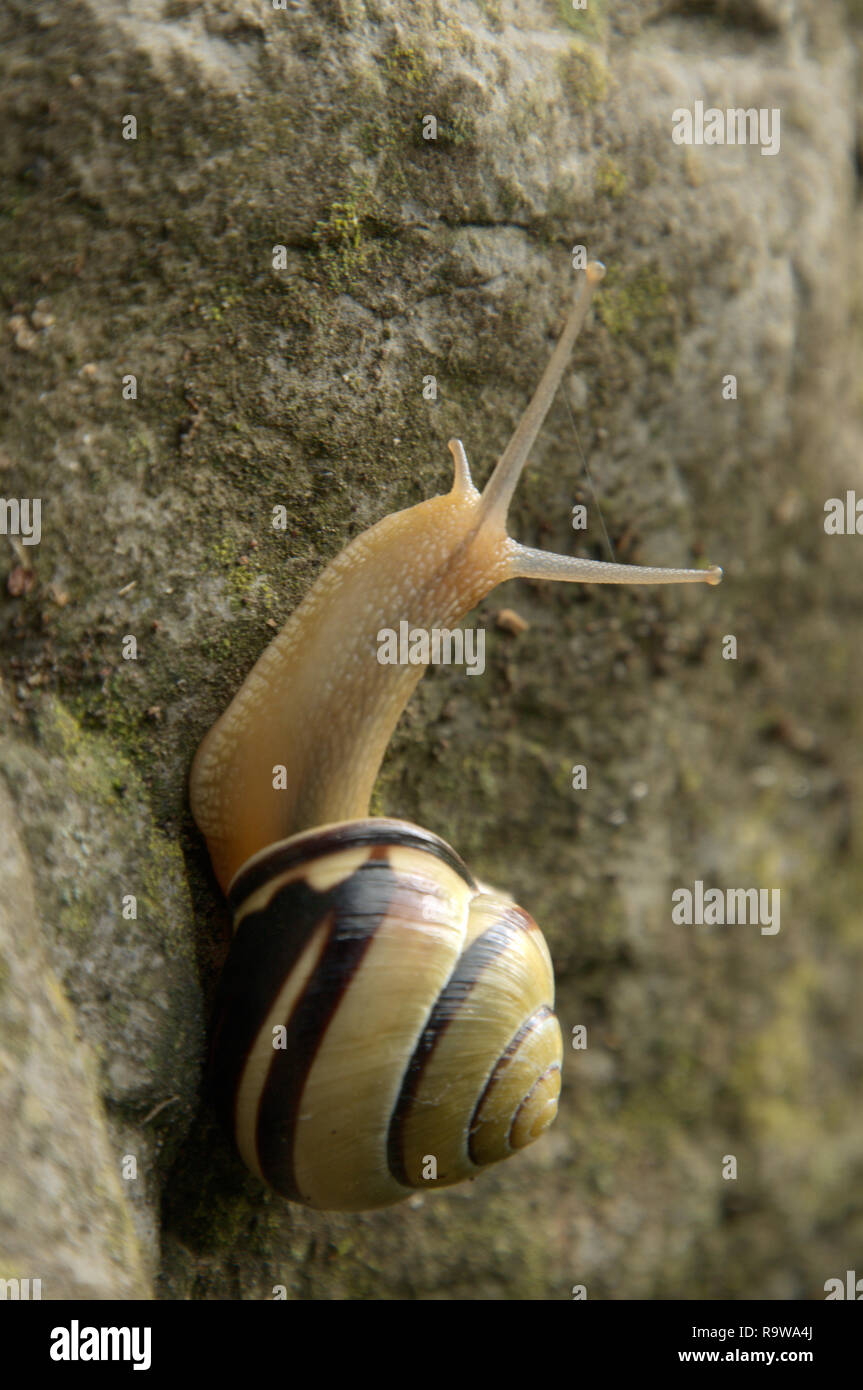 Cepaea nemoralis; banded snail in Swiss cottage garden Stock Photo - Alamy