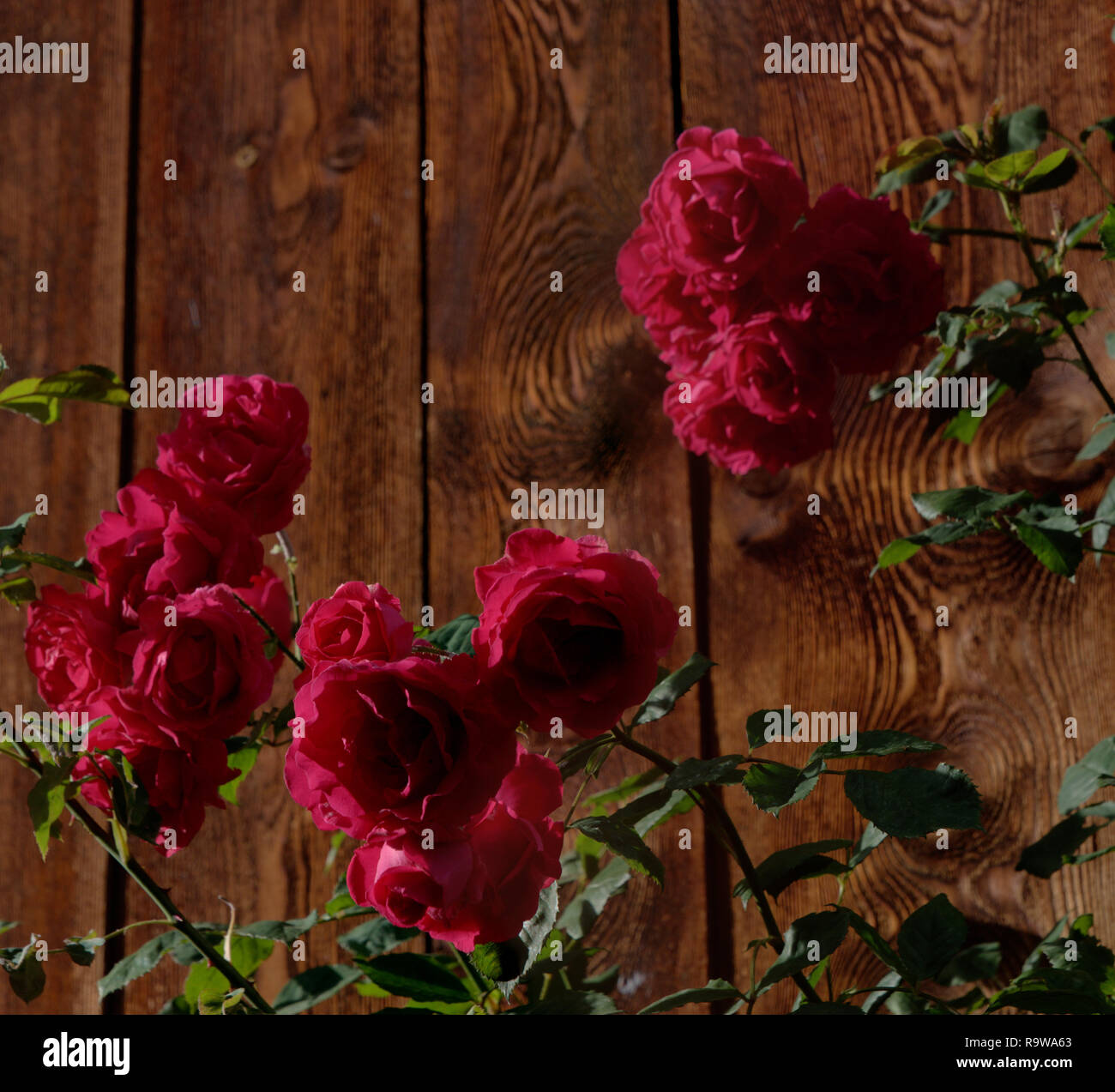 Climbing Red Rose High Resolution Stock Photography and Images - Alamy