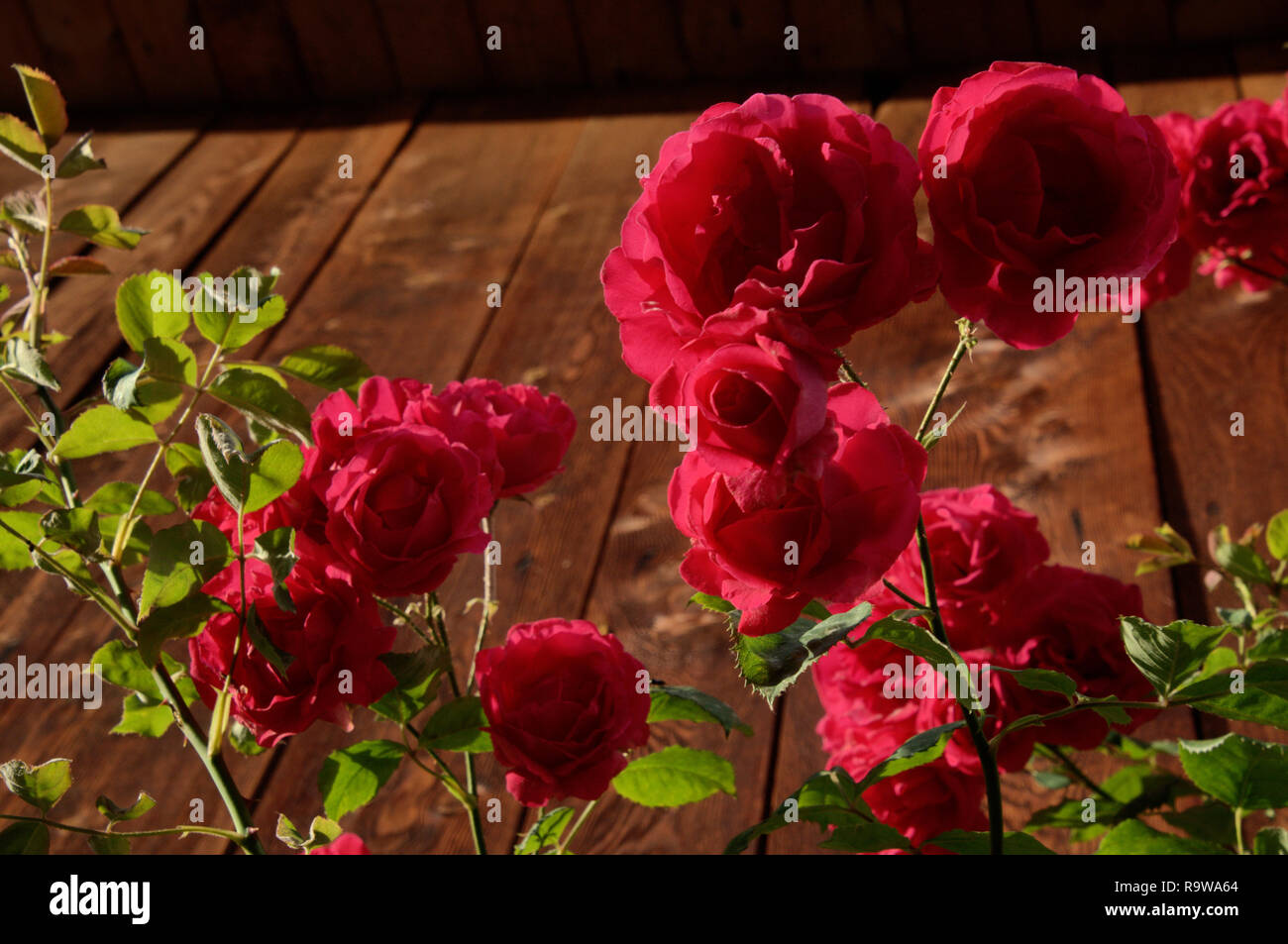 Climbing red rose flowering against wooden barn wall, Swiss Alps Stock ...
