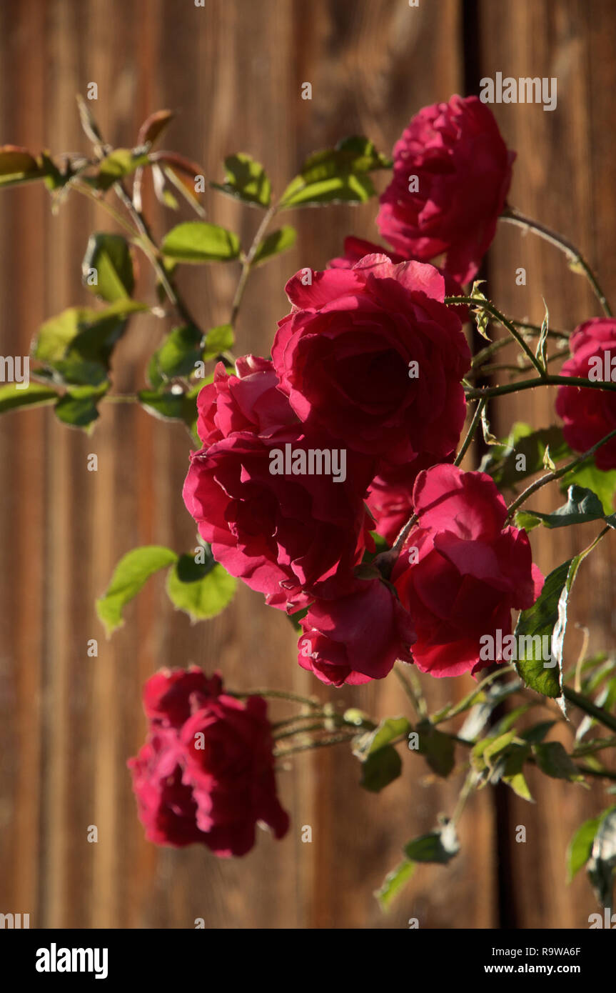 Climbing red rose flowering against wooden barn wall, Swiss Alps Stock ...